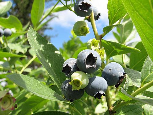 It’s Superfruit! It’s an American Thang! It’s The Blueberry! – CYNTHIA ...