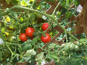 “To Fry Tomatoes”: Sarah Rutledge Mixes Up a Few New World Foods ...