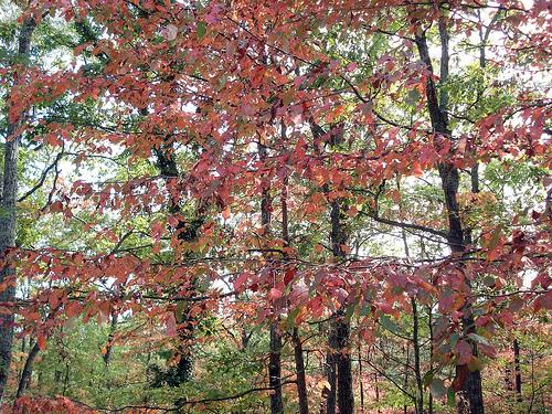 The Harvest Months – CYNTHIA D. BERTELSEN