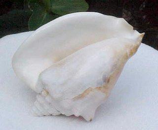 “CONCH AIN’T GOT NO BONES” – CYNTHIA D. BERTELSEN