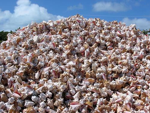 “CONCH AIN’T GOT NO BONES” – CYNTHIA D. BERTELSEN