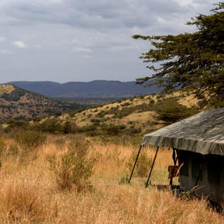 Safari Cooking: The Cook (I) – CYNTHIA D. BERTELSEN