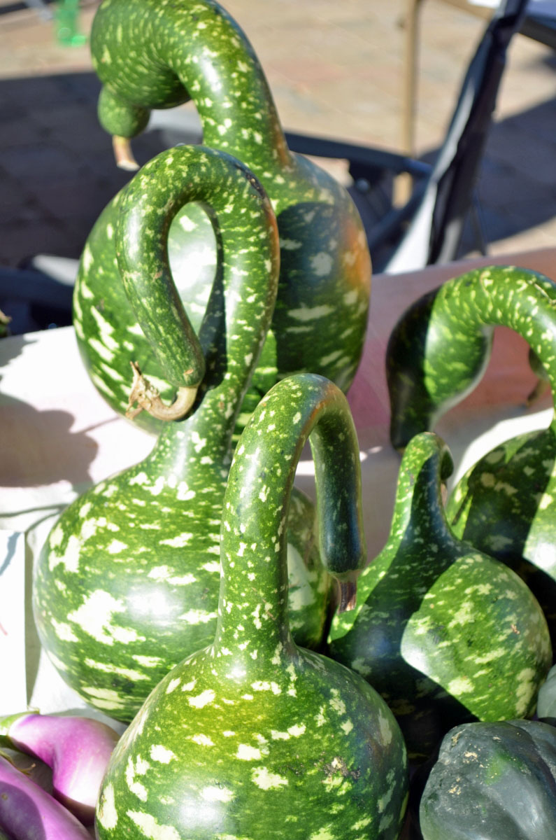 Goose neck squash – CYNTHIA D. BERTELSEN