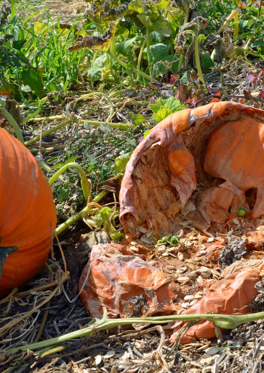 ‘Tis now the very witching time of night*: Lessons from a Rotting ...