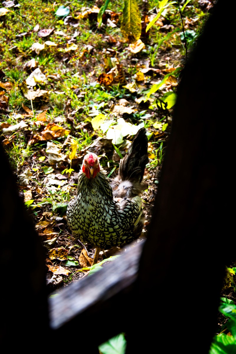 Day 3: Chicken – Celebrate American Food History – CYNTHIA D. BERTELSEN
