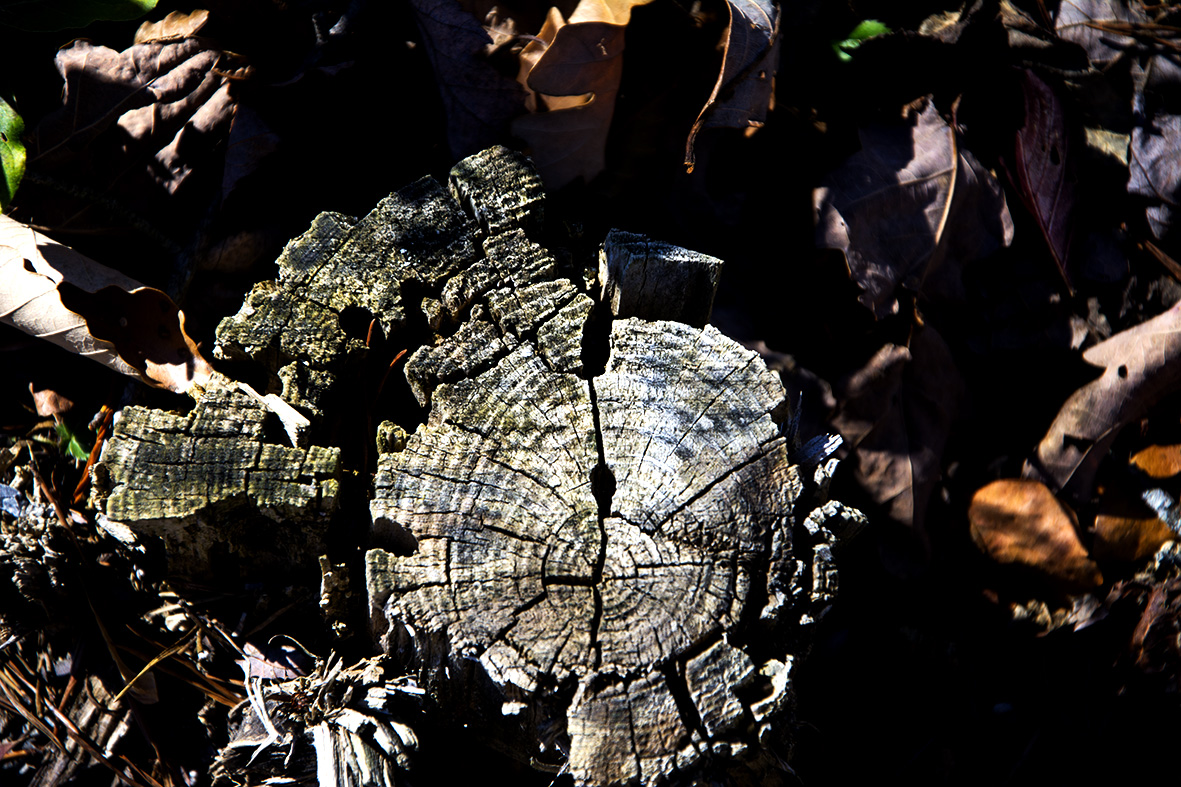 Pemmican, and Other Sundry Treats from Jas. Townsend – CYNTHIA D. BERTELSEN