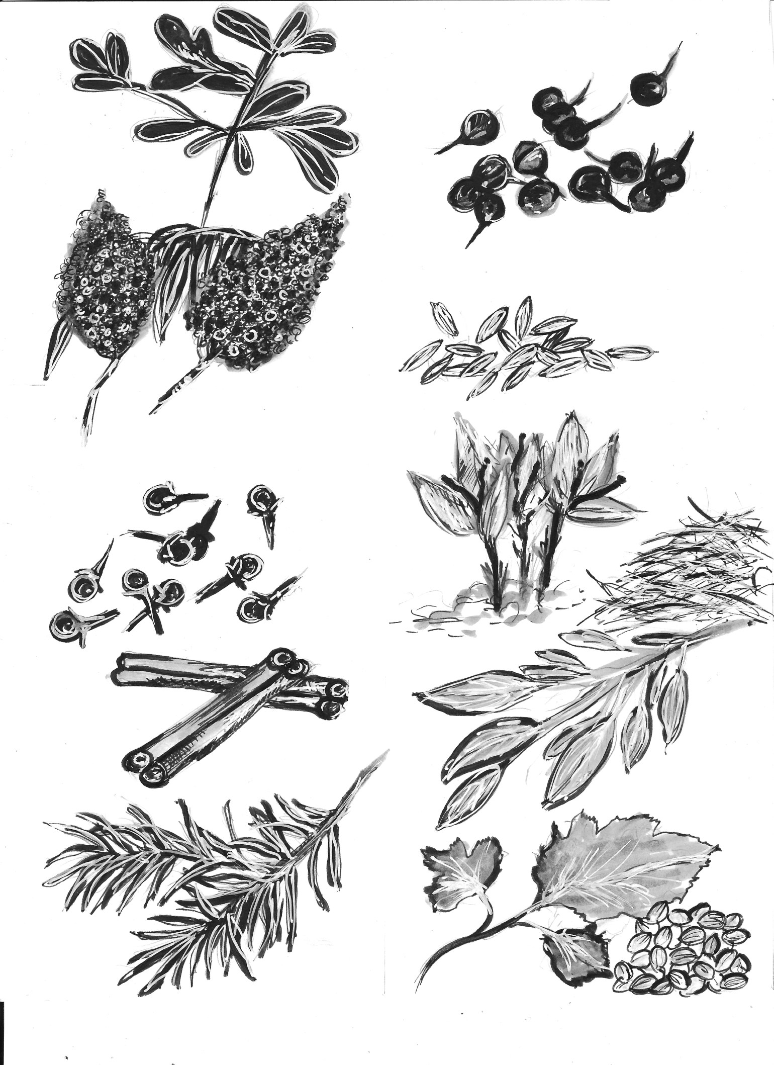 In the Scent of Cinnamon, a Whiff of Medieval Humoral Theory – CYNTHIA ...