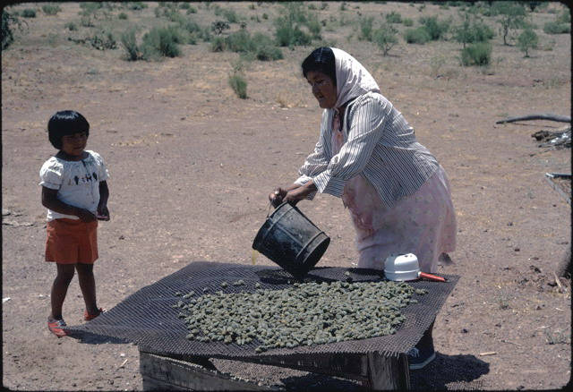 Cuisine in Arizona’s Sonoran Desert: Cholla Buds – CYNTHIA D. BERTELSEN